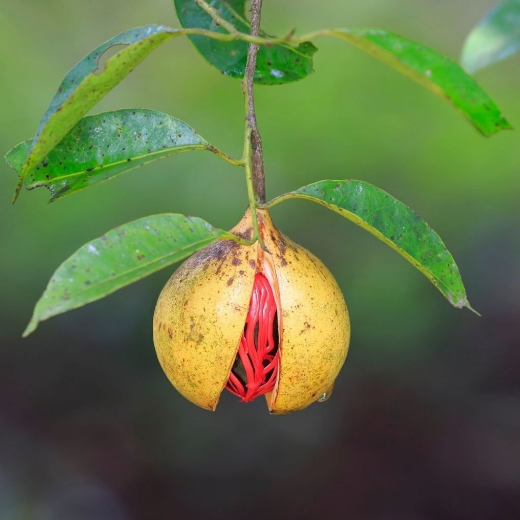 Fresh Kerala Nutmeg with Shell 40g – Authentic Kerala